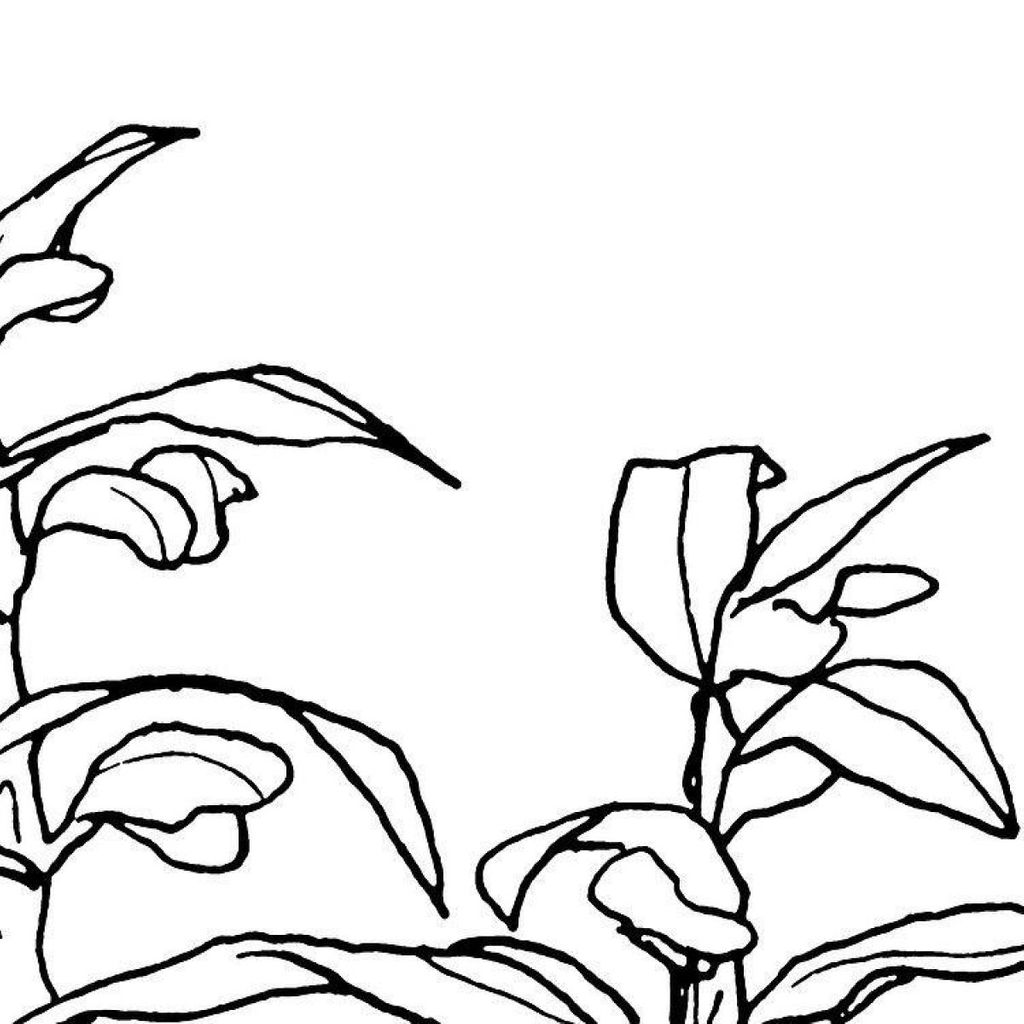 Tarzan ihlette trópusi dzsungelt ábrázoló tapéta, 400x280 cm, fekete ...